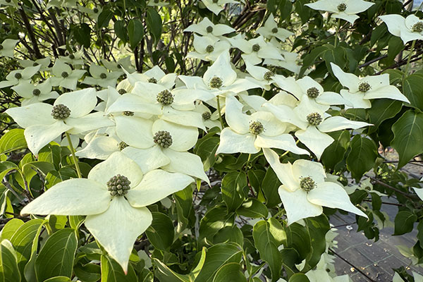 Cornus spp | Arte Giardini